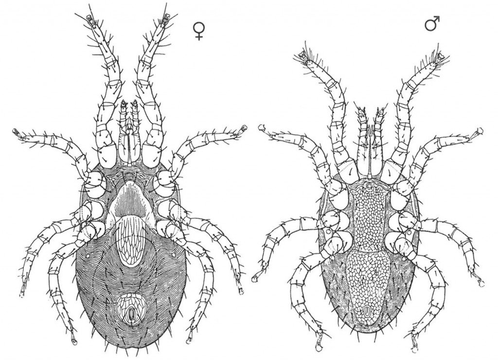 Bird mites – Can you tell them apart?