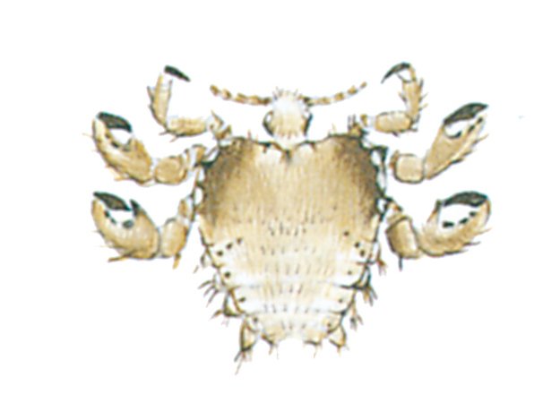 The crab louse – An STD on legs