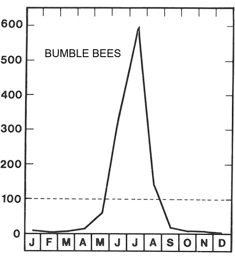 Bumblebees – The drowsy springtime herald