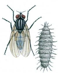 The lesser house fly – Life cycle and what they look like up close