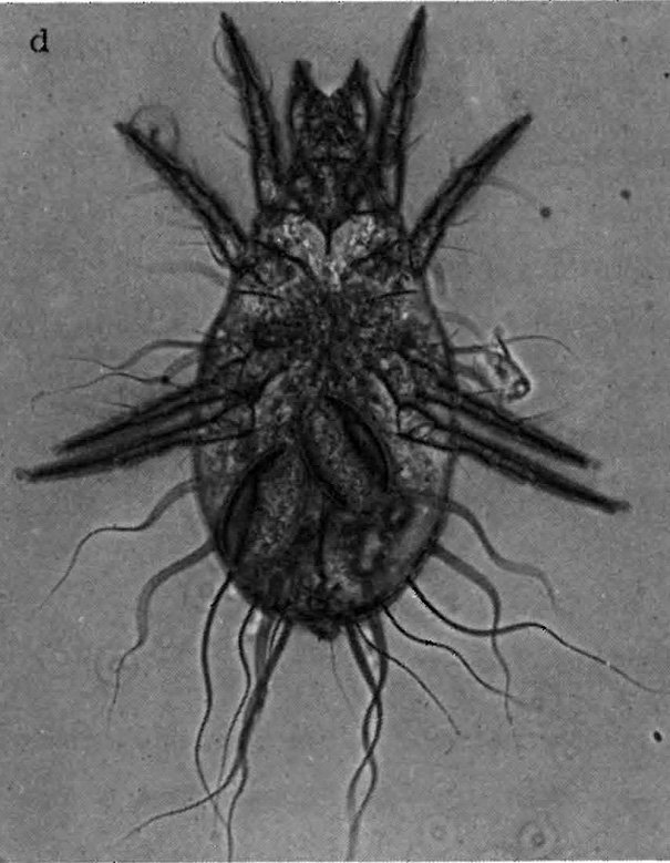 Mites – Can they be told apart?
