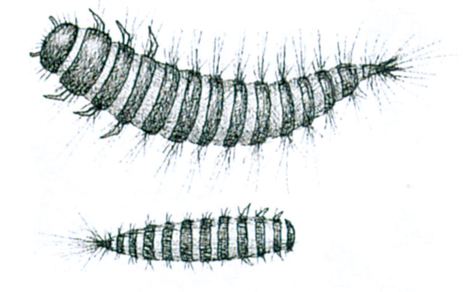 Beetle larvae – They move away from home as adolescents