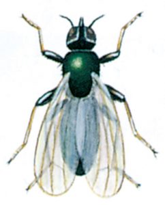 The cheese fly has jumping larvaes