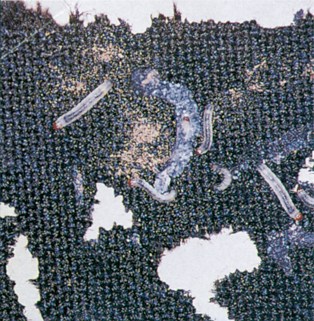 The common clothes moth – Its Nemesis is nylon
