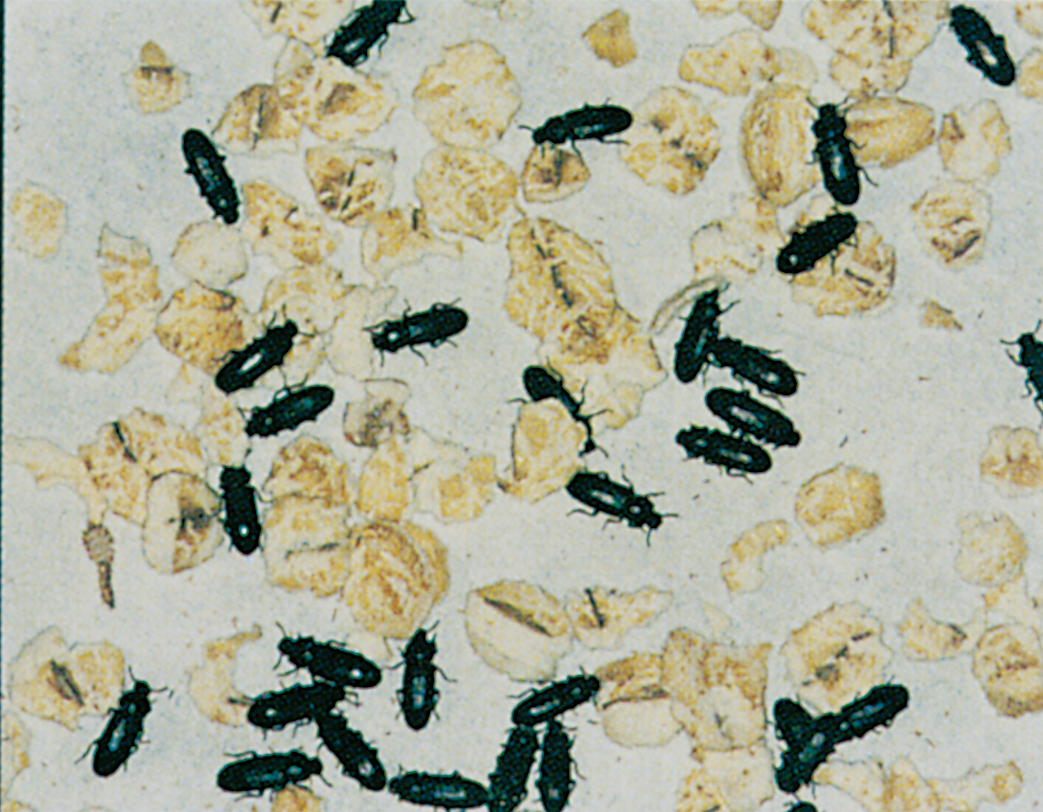 Tribolum destructor – lays eggs in your flour