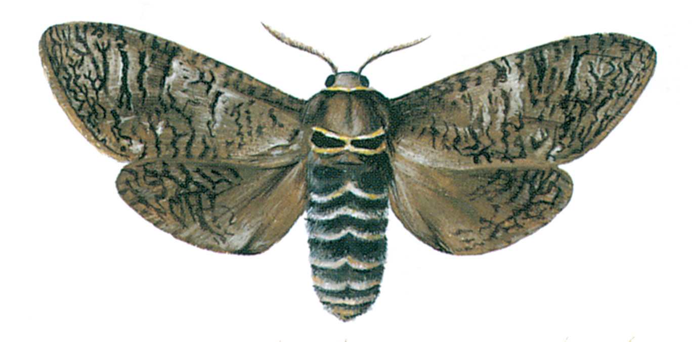 The goat moth makes large circular holes in timber