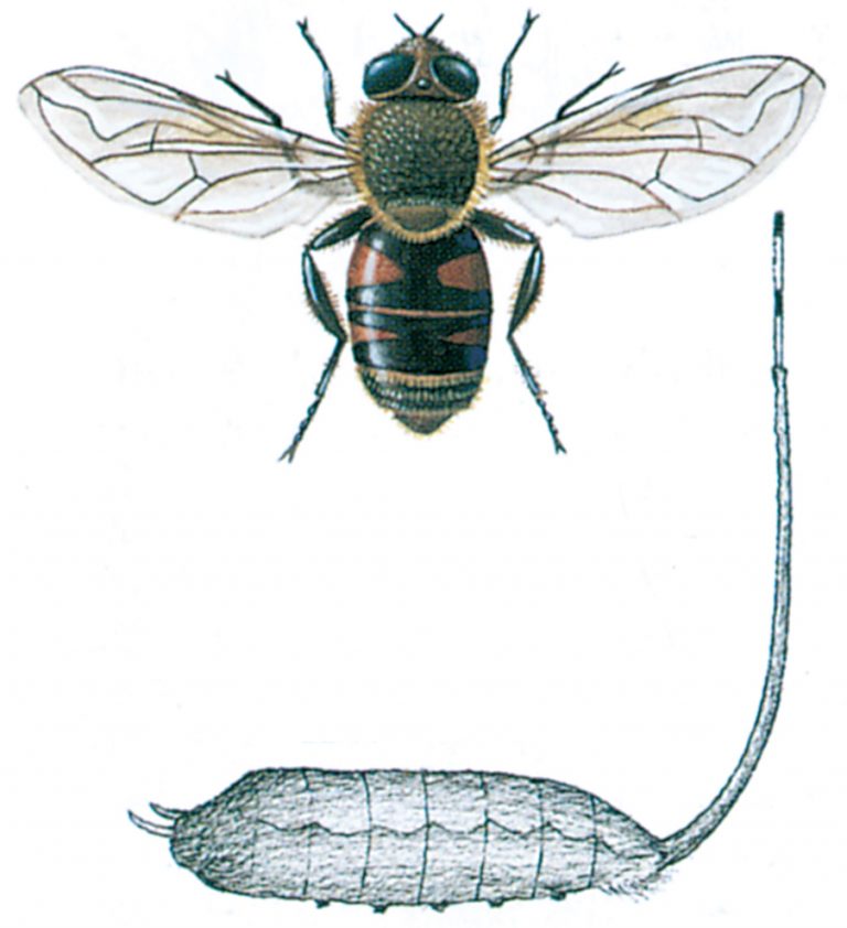 Drone fly larva – Breathing with a snorkel