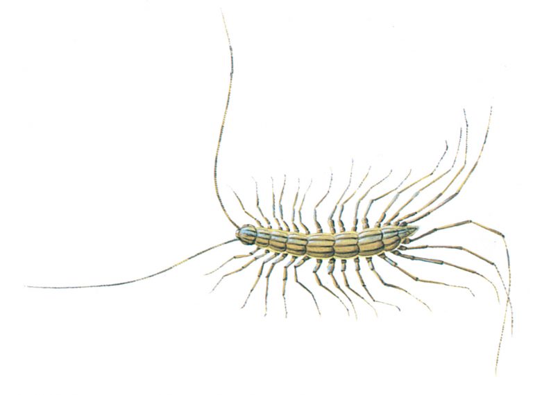 The house centipede – Cages in its prey with its legs